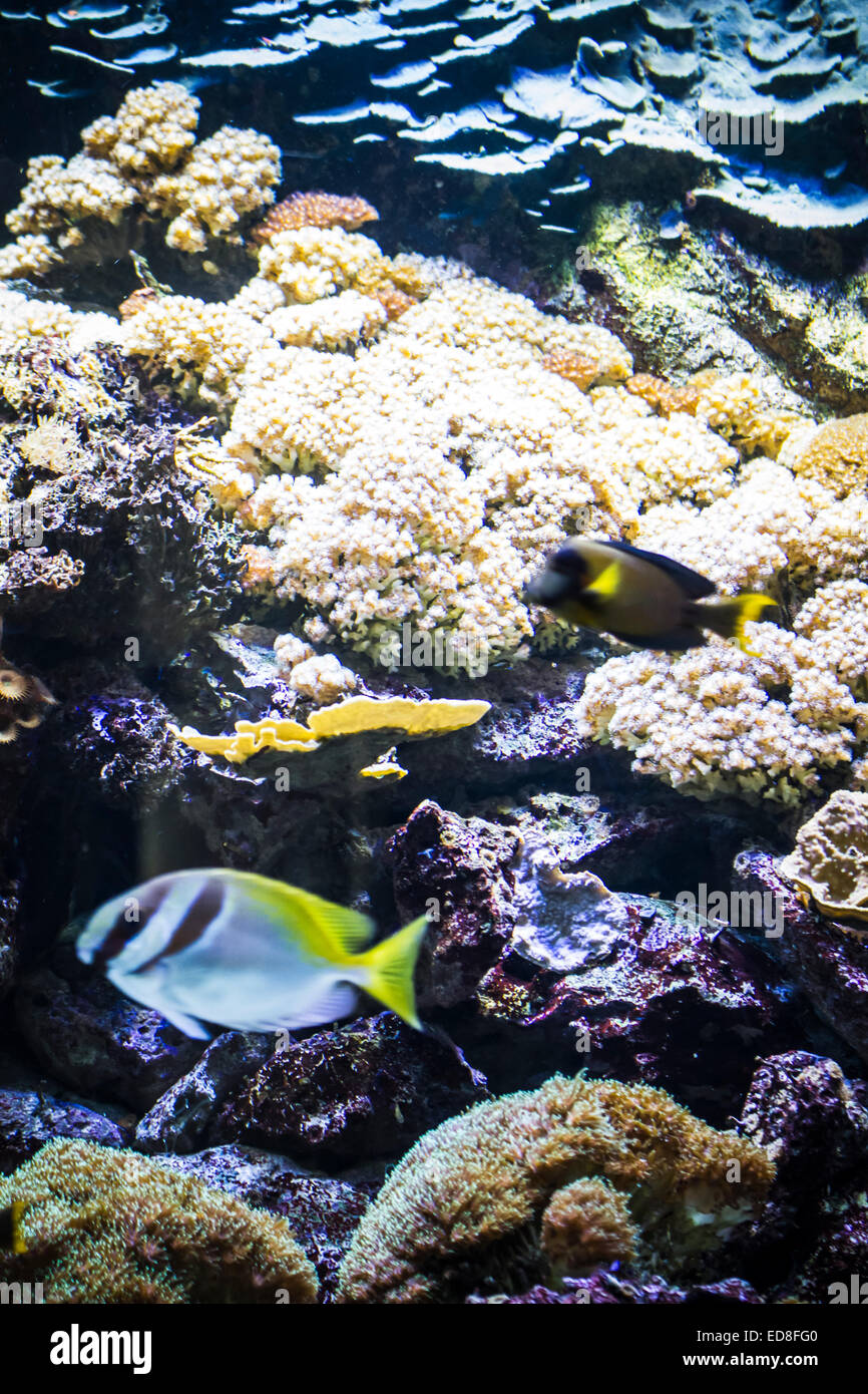 seabed with fish and coral reef Stock Photo - Alamy