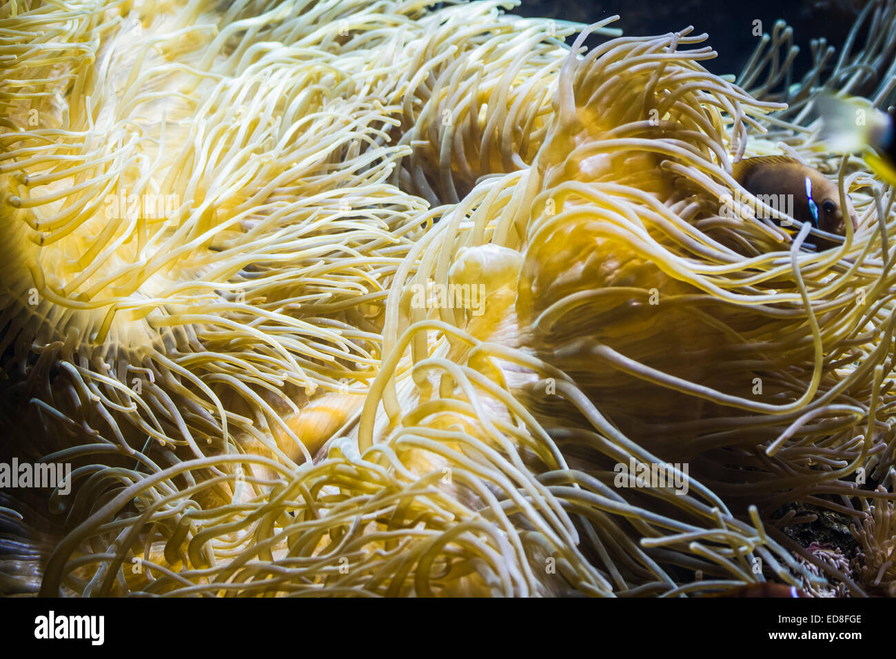exotic, seabed with fish and coral reef Stock Photo - Alamy