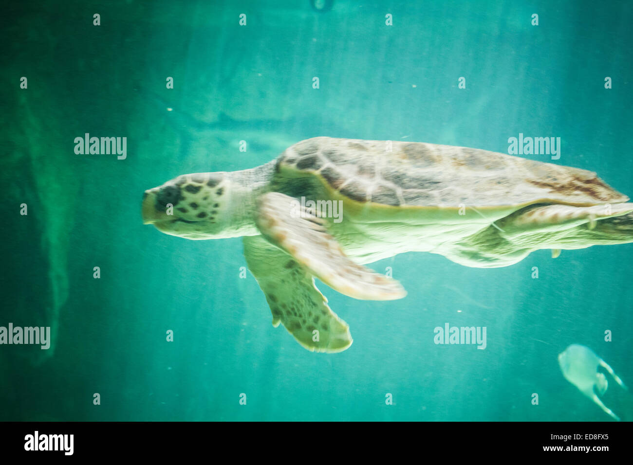 scuba, huge sea turtle underwater next to coral reef Stock Photo - Alamy