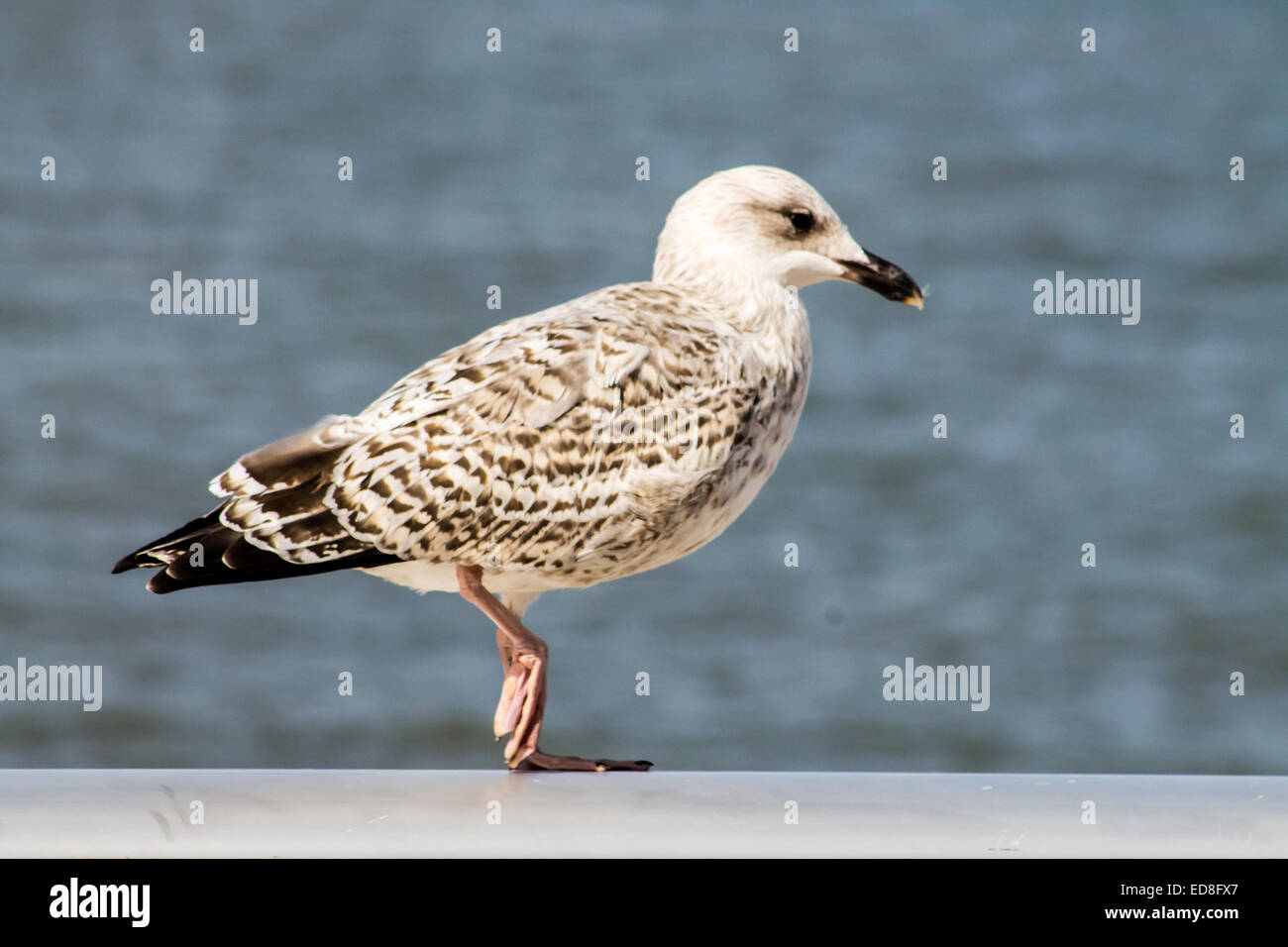 Juvenile Seagull, walking on street. Blackpool, England Stock Photo - Alamy