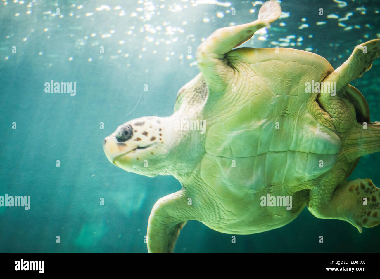 Green sea turtle swimming next to scuba diver hi-res stock photography ...