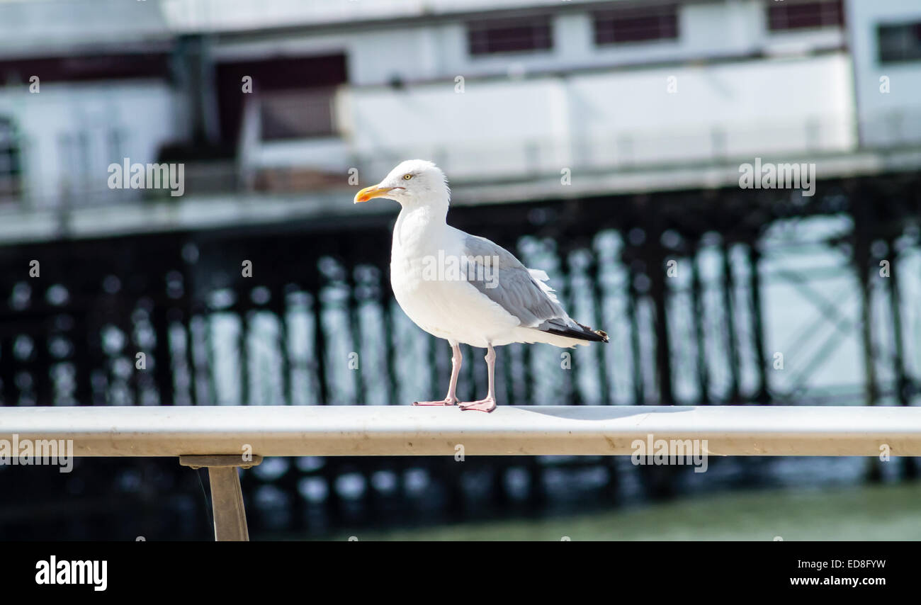 Adult Seagull, walking on railing. Blue sea on background. Blackpool ...
