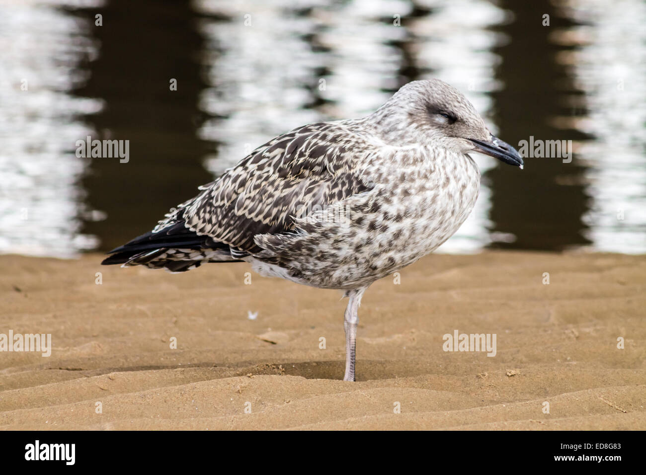 Adult seagull hi-res stock photography and images - Alamy