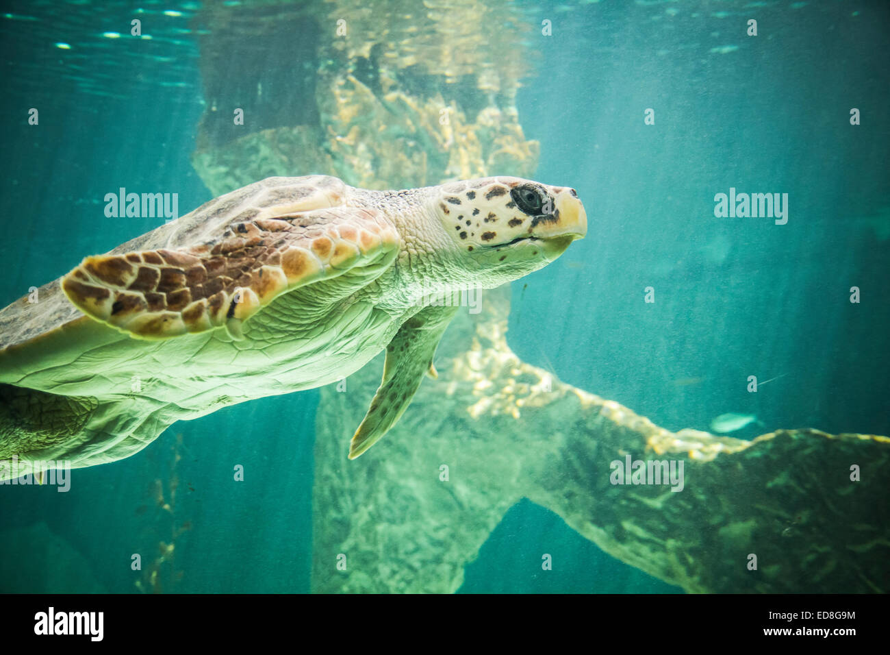 Green sea turtle swimming next to scuba diver hi-res stock photography ...