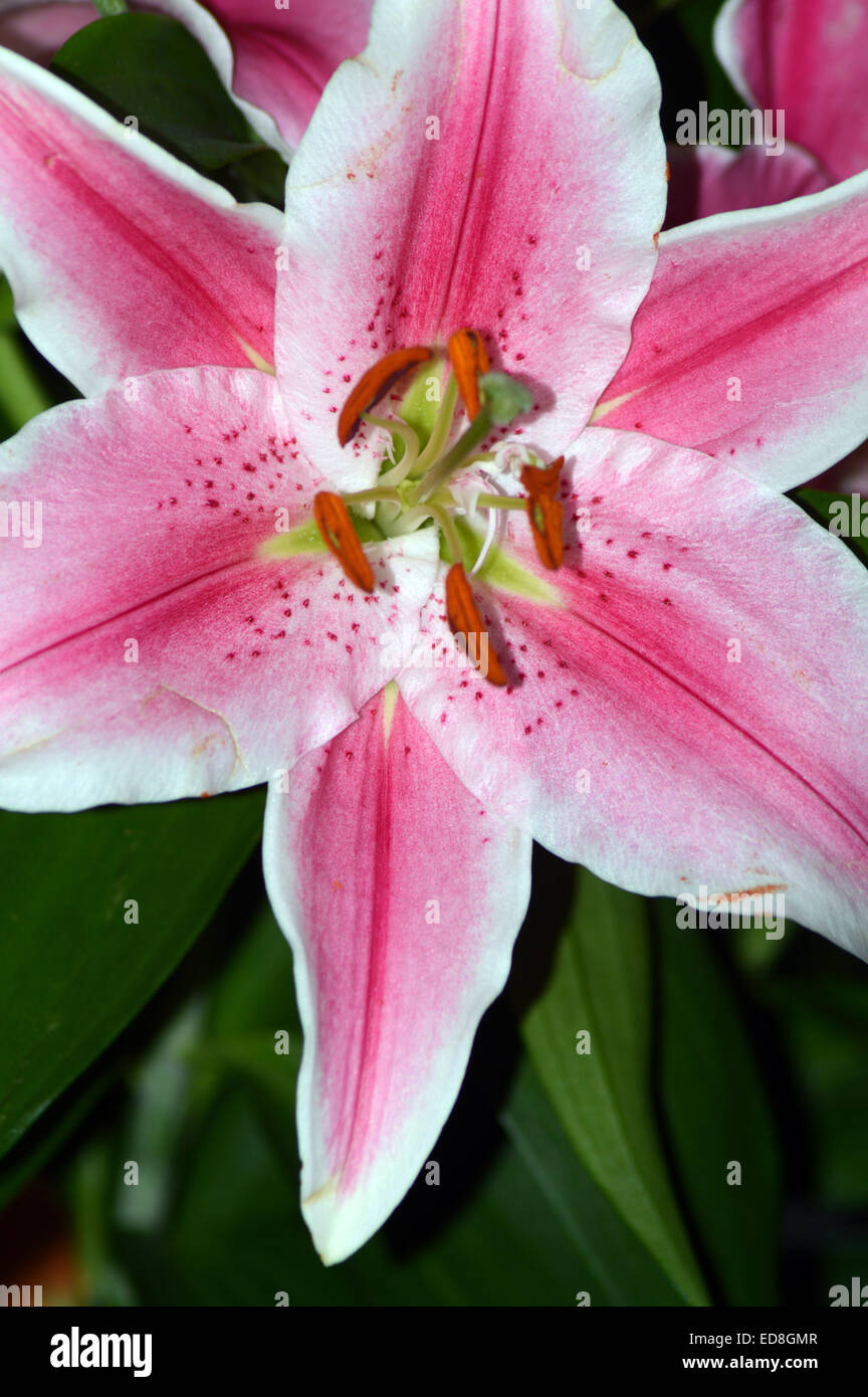 The pink and lily hi-res stock photography and images - Alamy