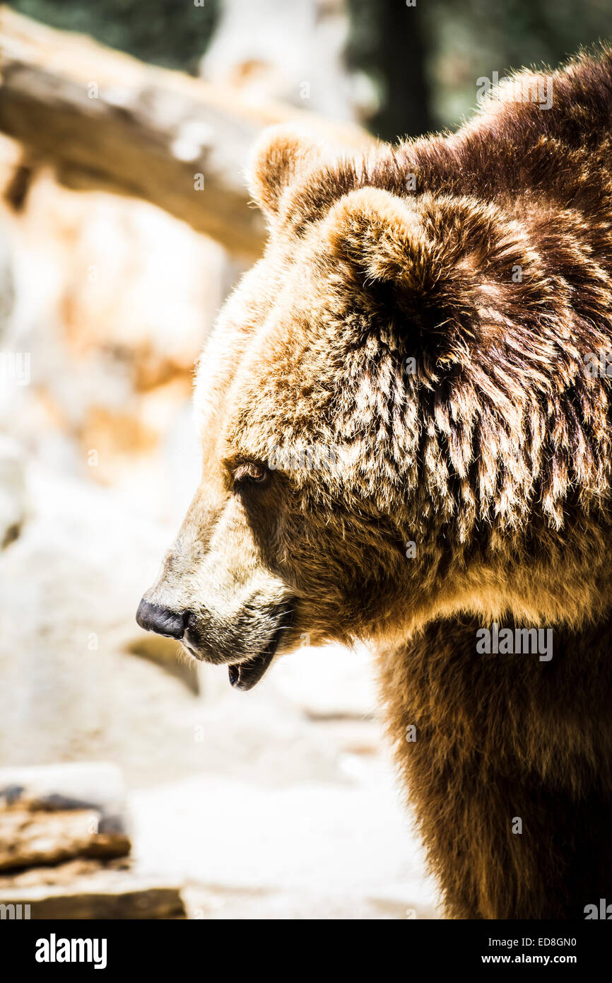 mammal, Spanish powerful brown bear, huge and strong wild animal Stock ...