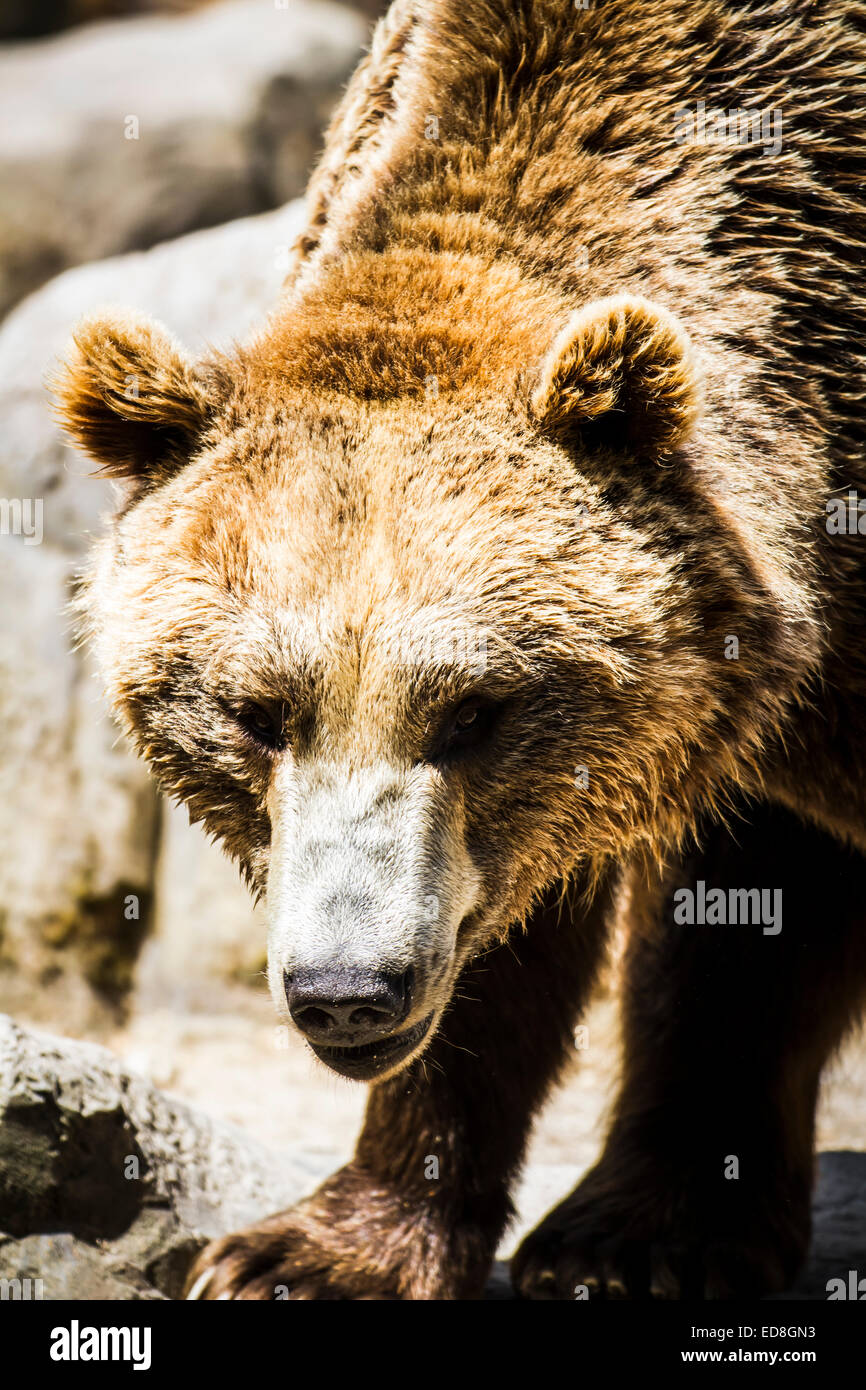 wild Predator, beautiful and furry brown bear, mammal Stock Photo - Alamy