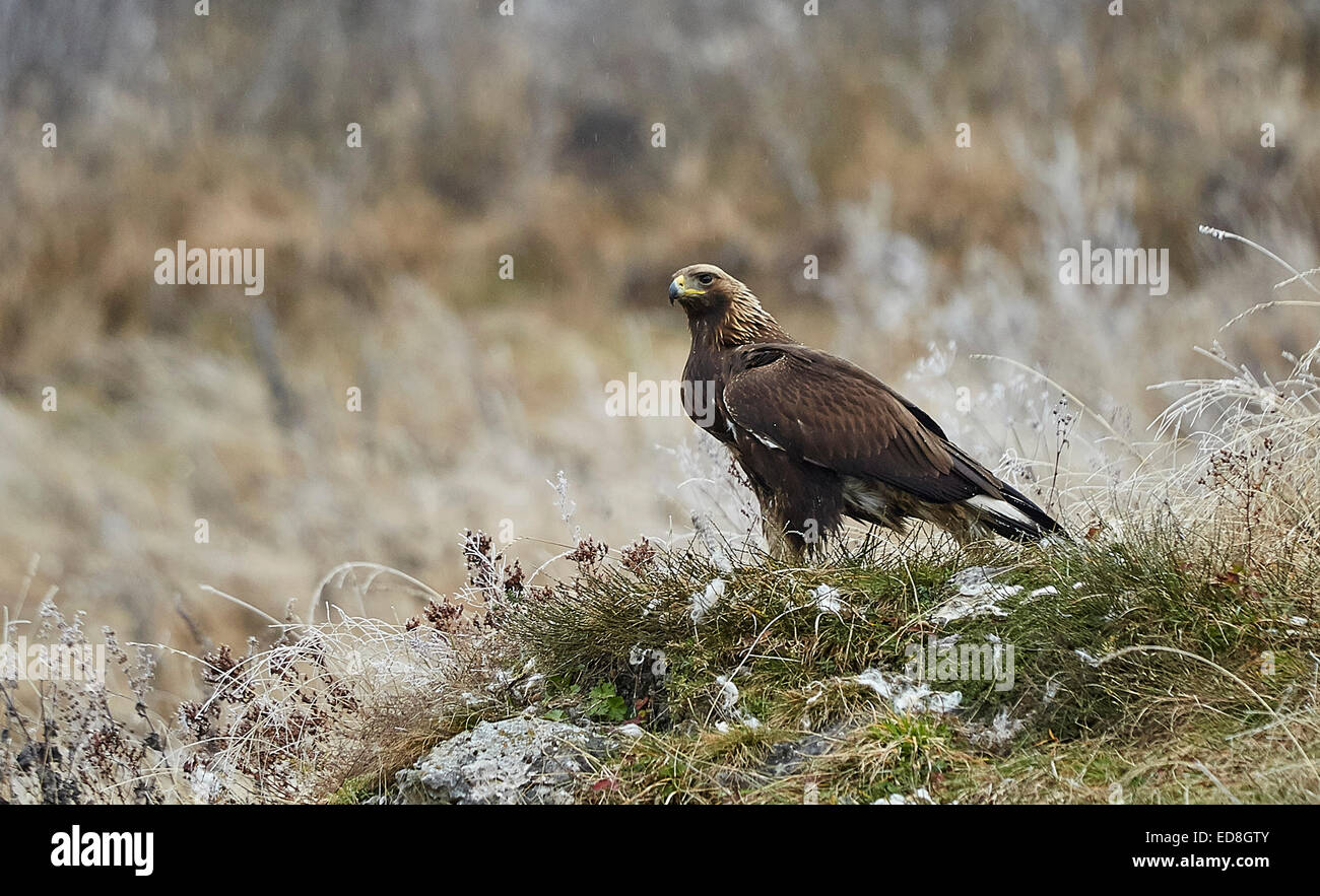 Golden Eagle Grass High Resolution Stock Photography and Images - Alamy