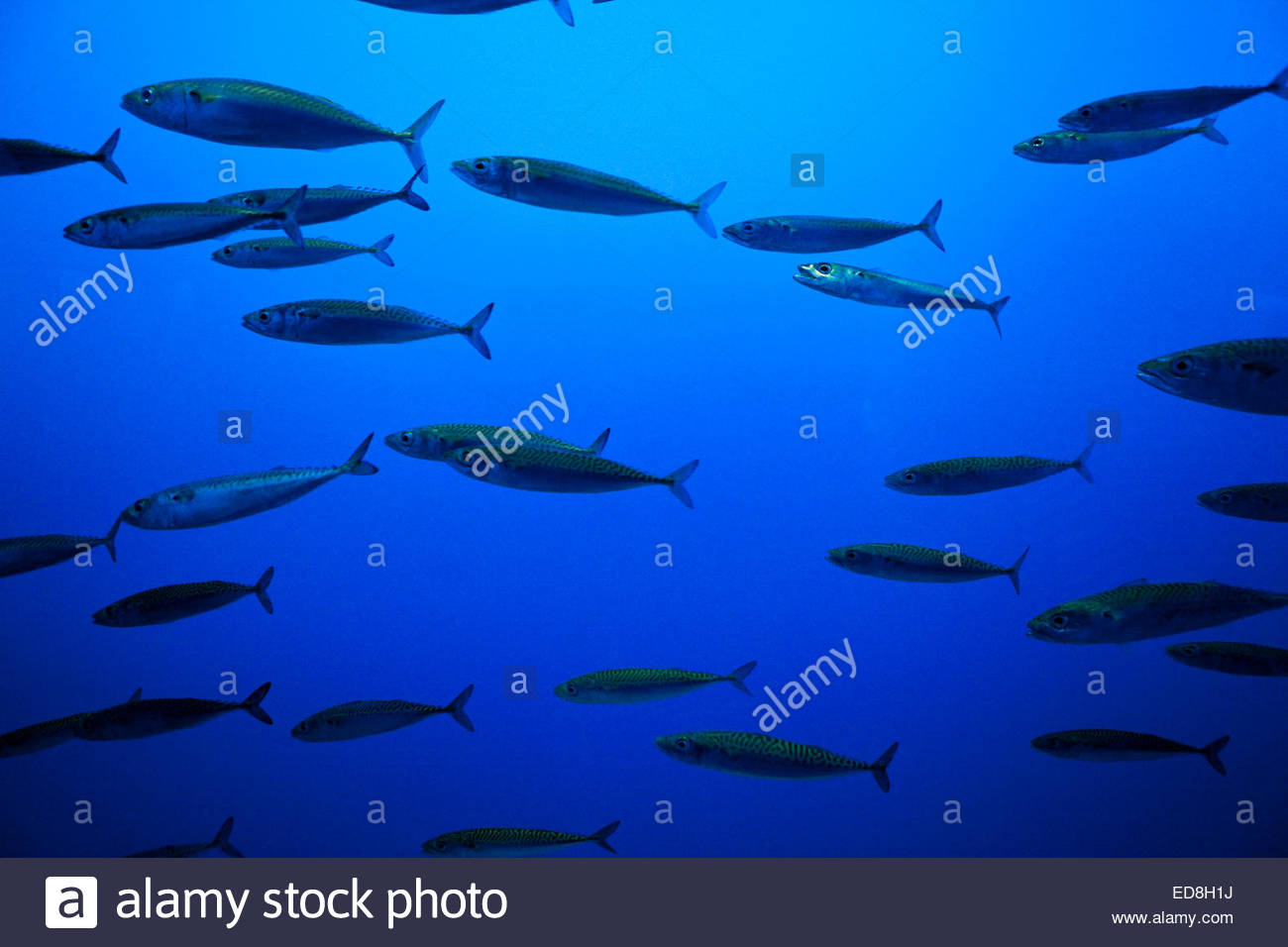Mackerel Mackeral High Resolution Stock Photography and Images - Alamy