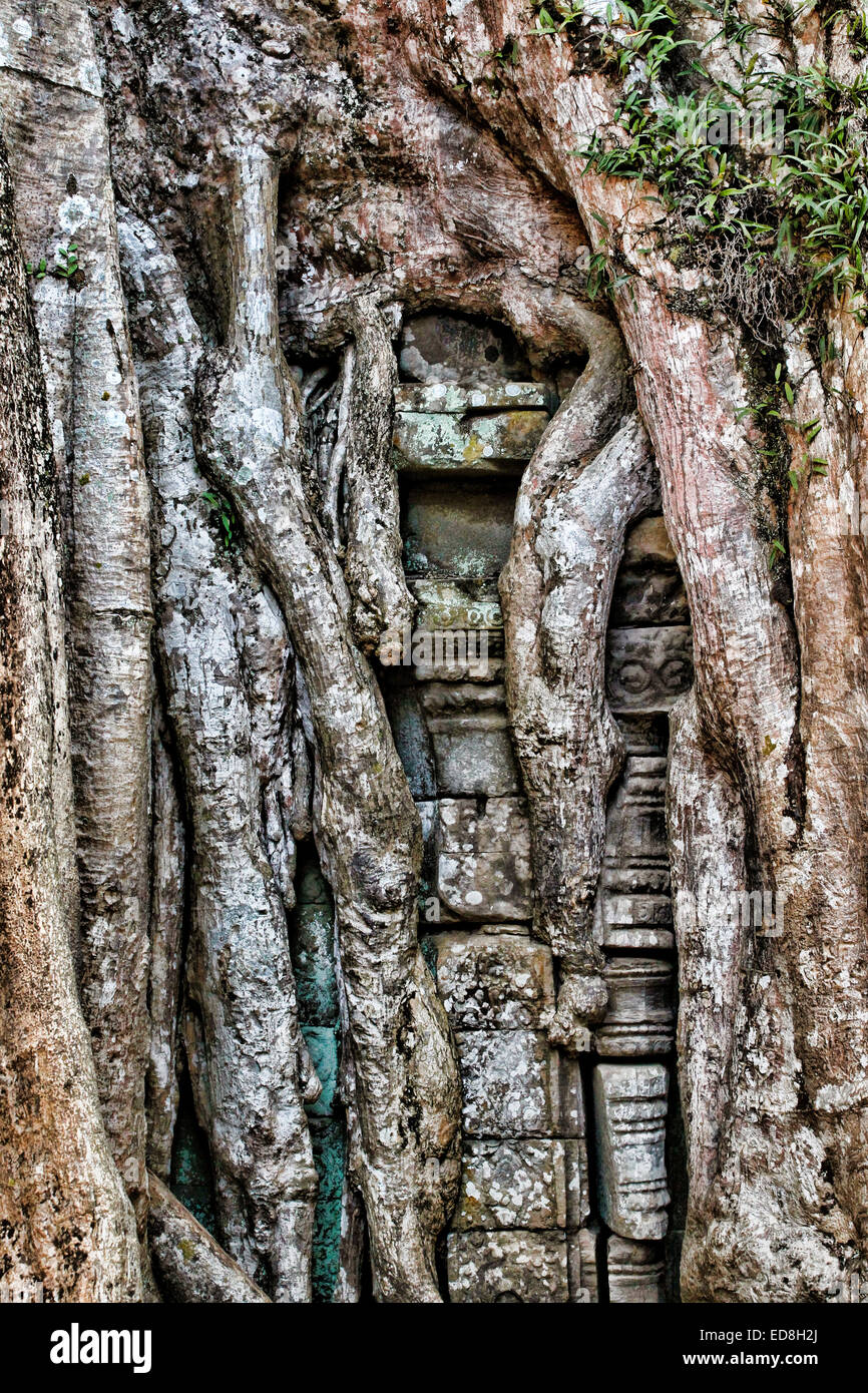 Ta prohm strangler fig tree hi-res stock photography and images - Alamy