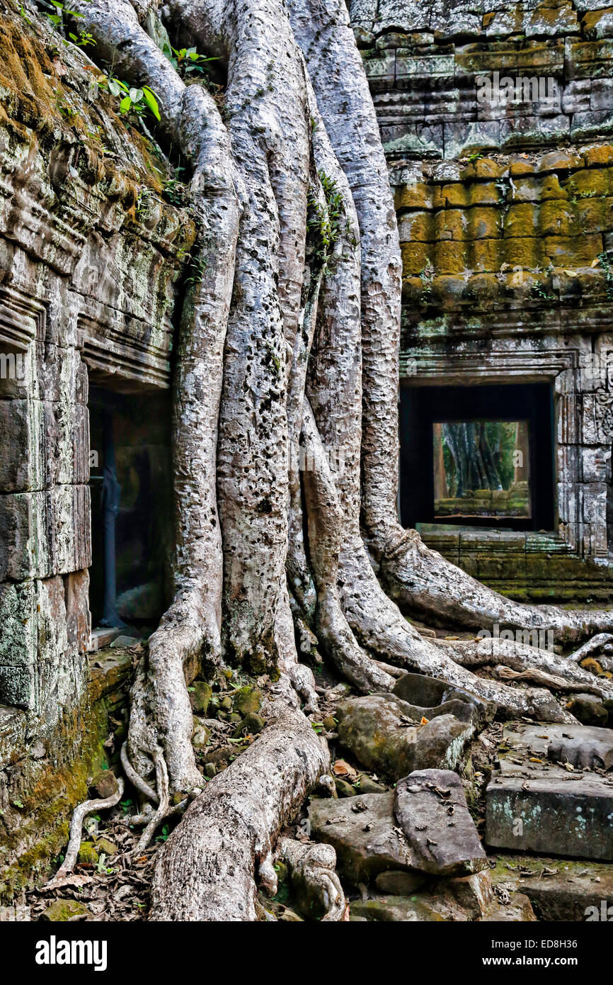 Ta Prohm temple overgrown with Strangler Fig tree roots at Angkor ...