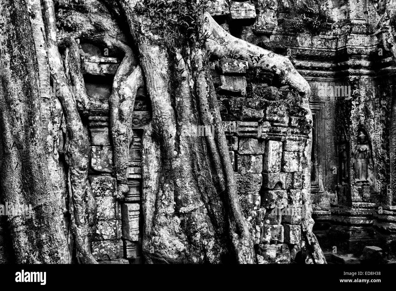 Ta Prohm temple overgrown with Strangler Fig tree roots at Angkor ...