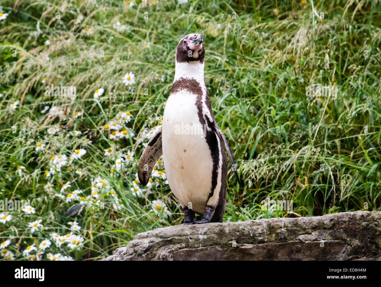 Humboldt penguin (Spheniscus humboldti), also known as Peruvian penguin ...