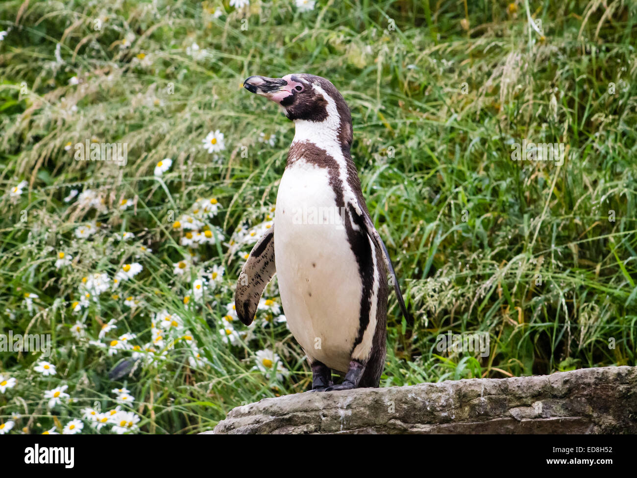 Humboldt penguin (Spheniscus humboldti), also known as Peruvian penguin ...