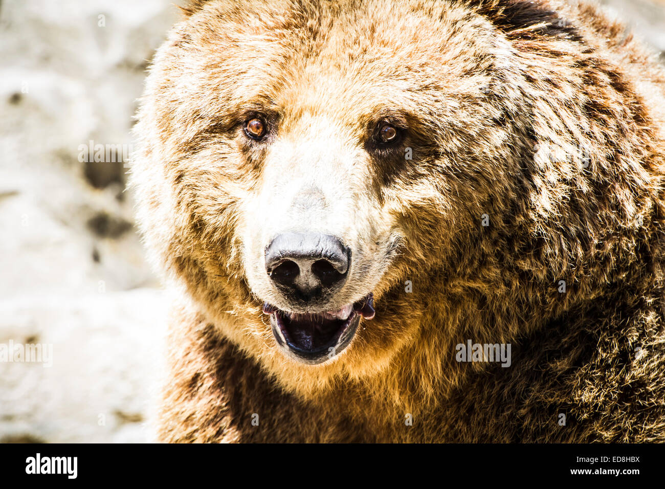strength Predator, beautiful and furry brown bear, mammal Stock Photo ...