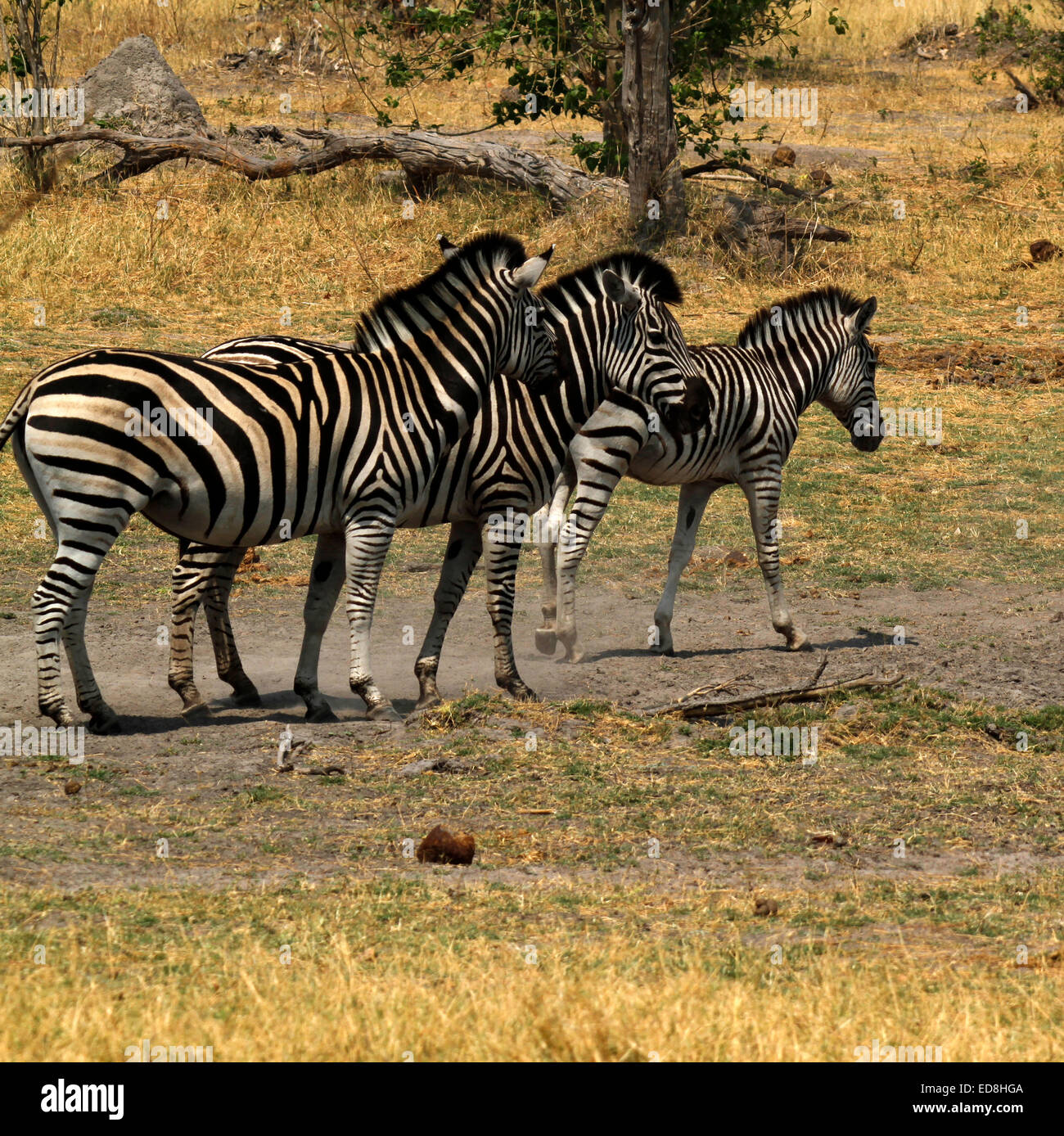 Zebra wart hi-res stock photography and images - Alamy