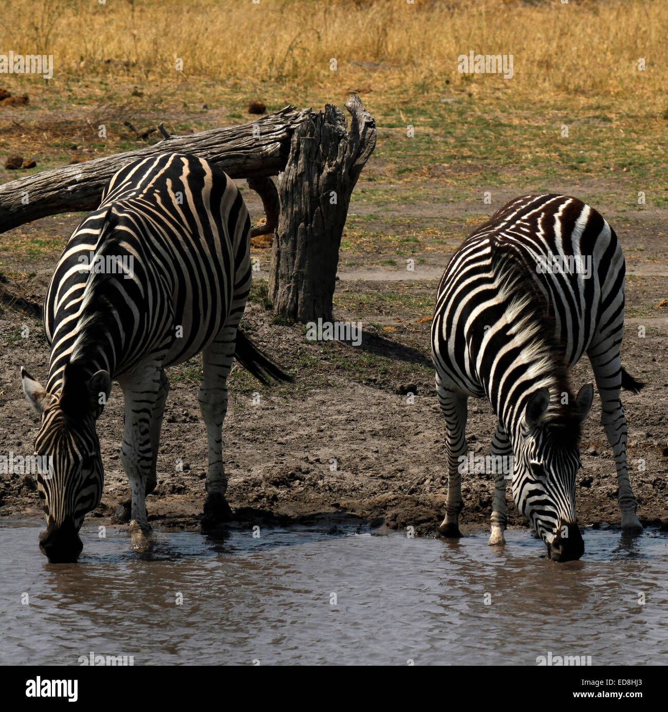 Zebra mare & foal in the Okovango Delta Botswana Africa drinking alert ...