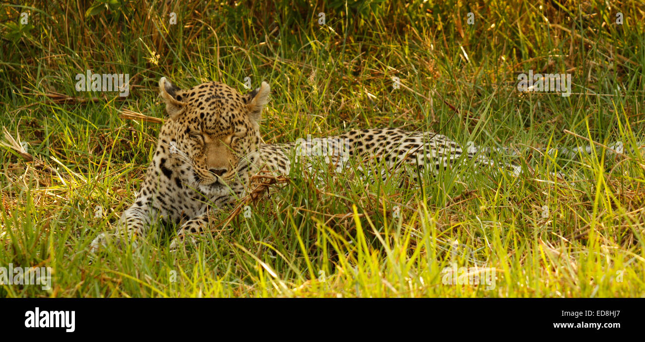 One of Africa's big five, a female leopard relaxing in the sunshine ...
