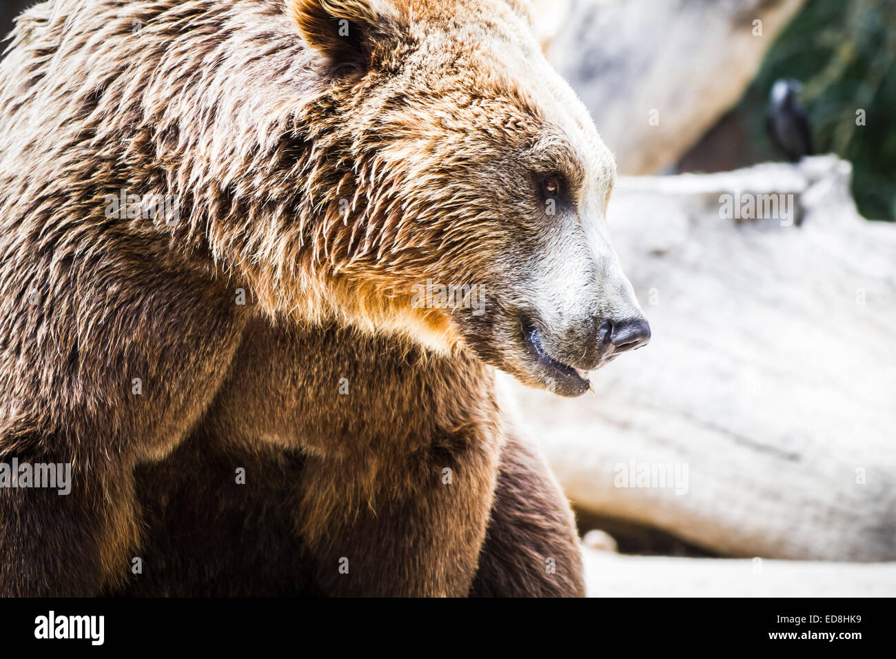 beautiful and furry brown bear Stock Photo - Alamy
