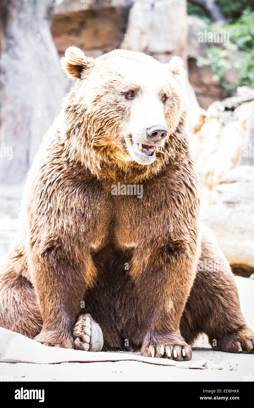 beautiful and furry brown bear Stock Photo - Alamy