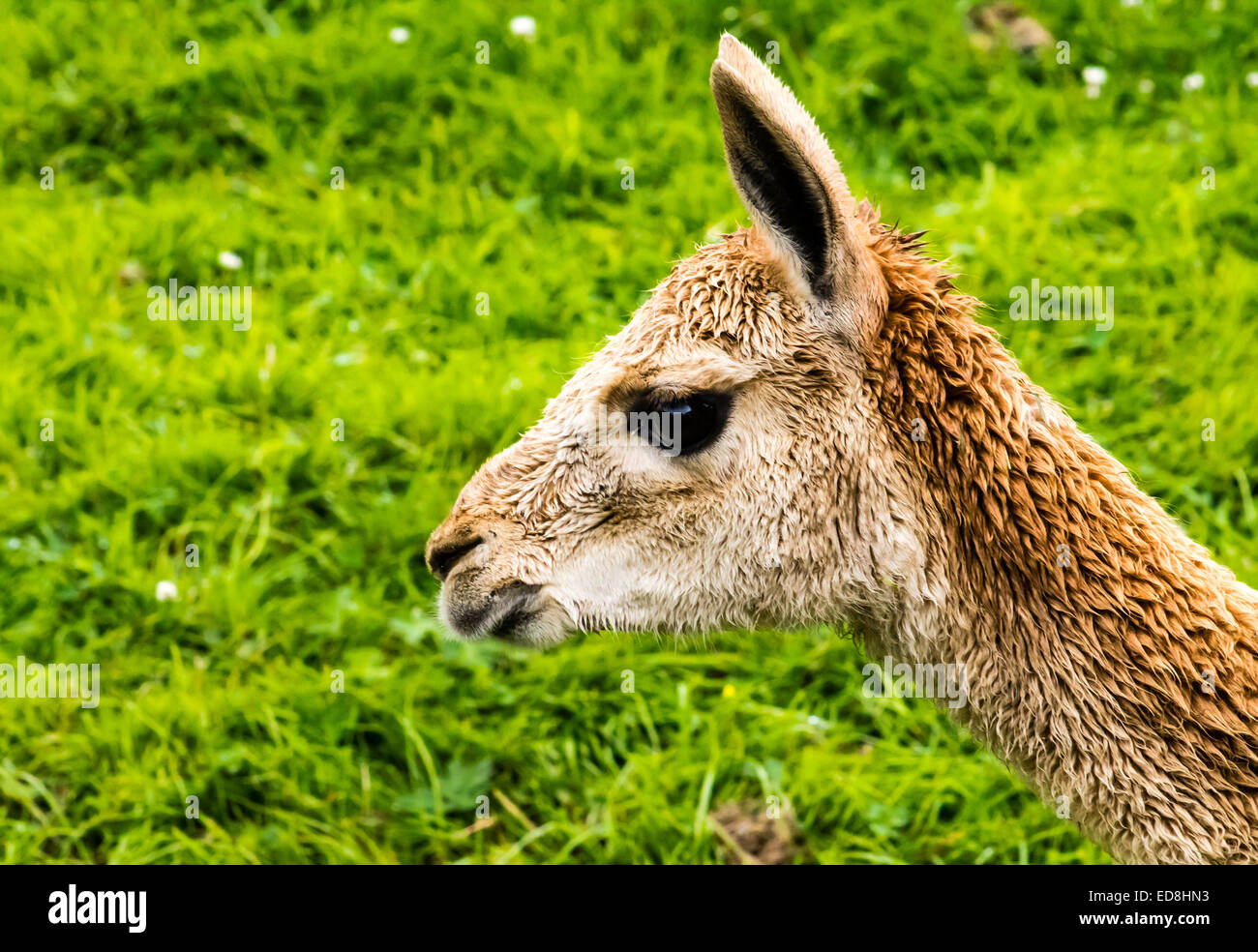 Guanaco llama guanaco hi-res stock photography and images - Alamy