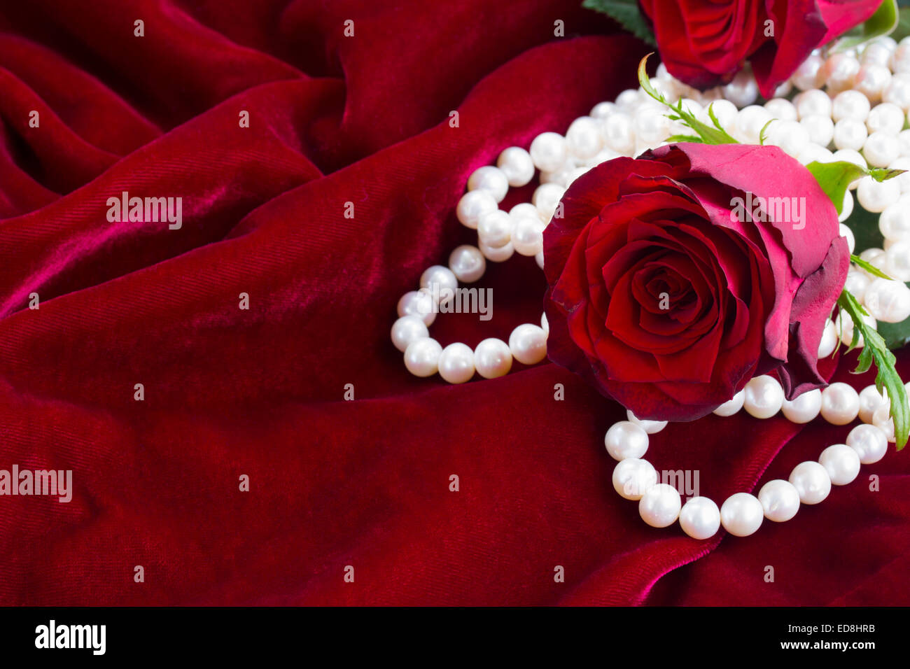 red roses on velvet Stock Photo - Alamy