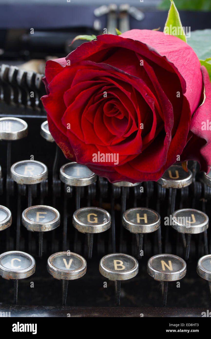 red rose on typewriter Stock Photo - Alamy