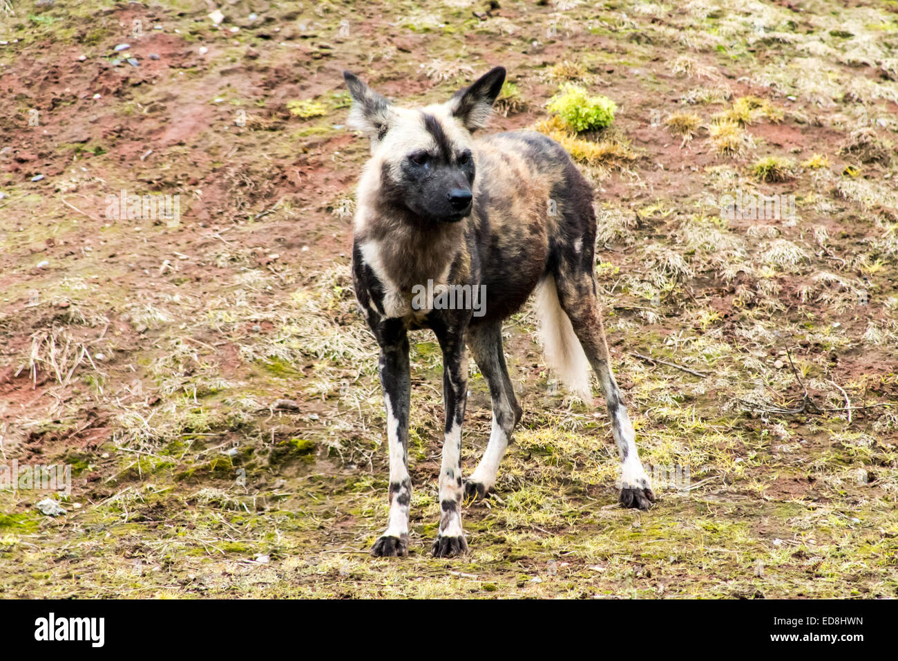 Single adult African Painted Dog (Lycaon Pictus), standing Stock Photo ...
