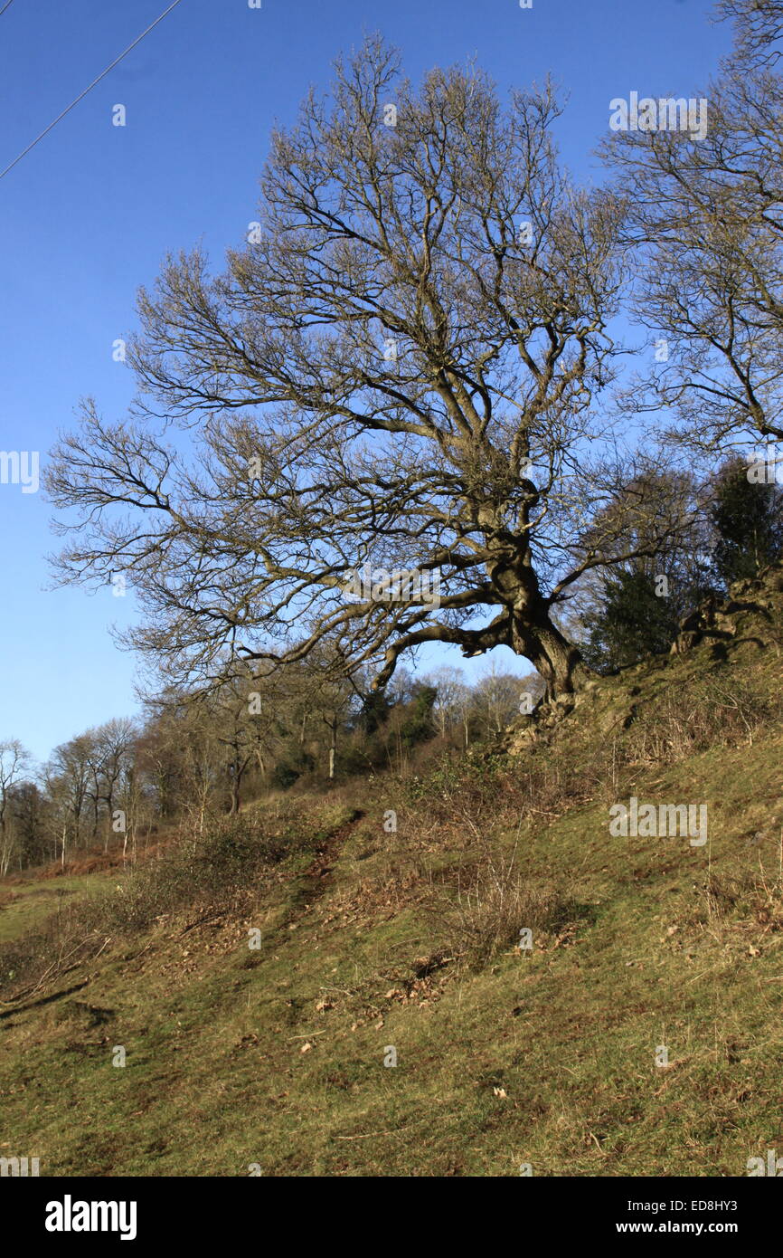 Beech tree in winter Stock Photo - Alamy