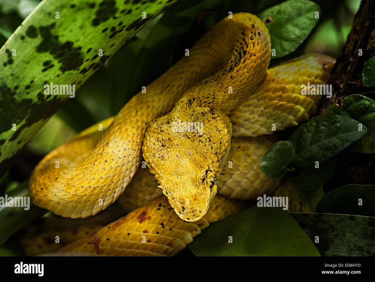 Eyelash viper bothriechis schlegelii venomous hi-res stock photography ...