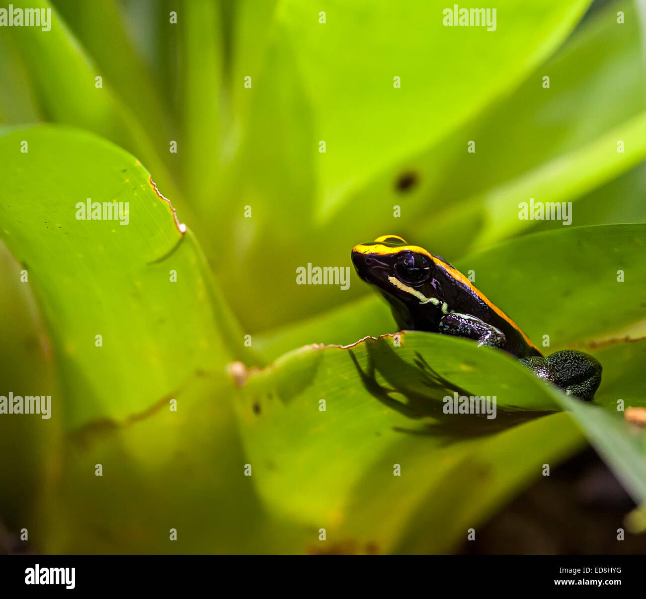 The poison frog hi-res stock photography and images - Alamy