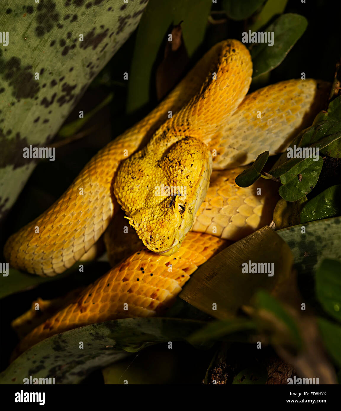 Eyelash viper, Bothriechis schlegelii in foliage, native South America ...