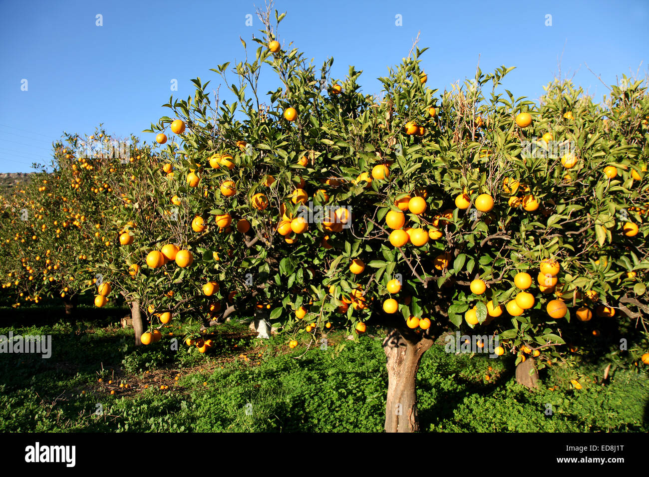Oranges trees hi-res stock photography and images - Alamy
