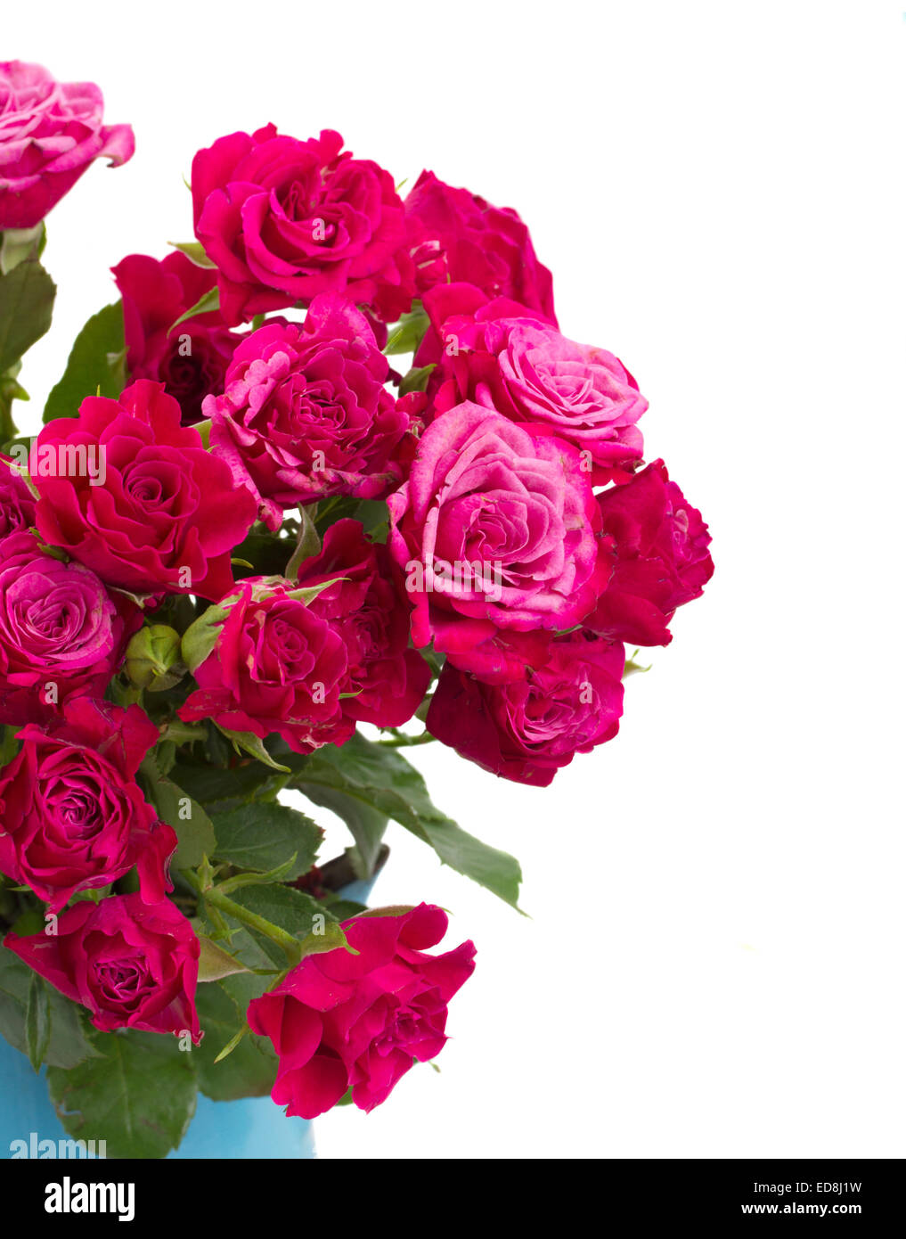 bunch of fresh mauve roses Stock Photo - Alamy