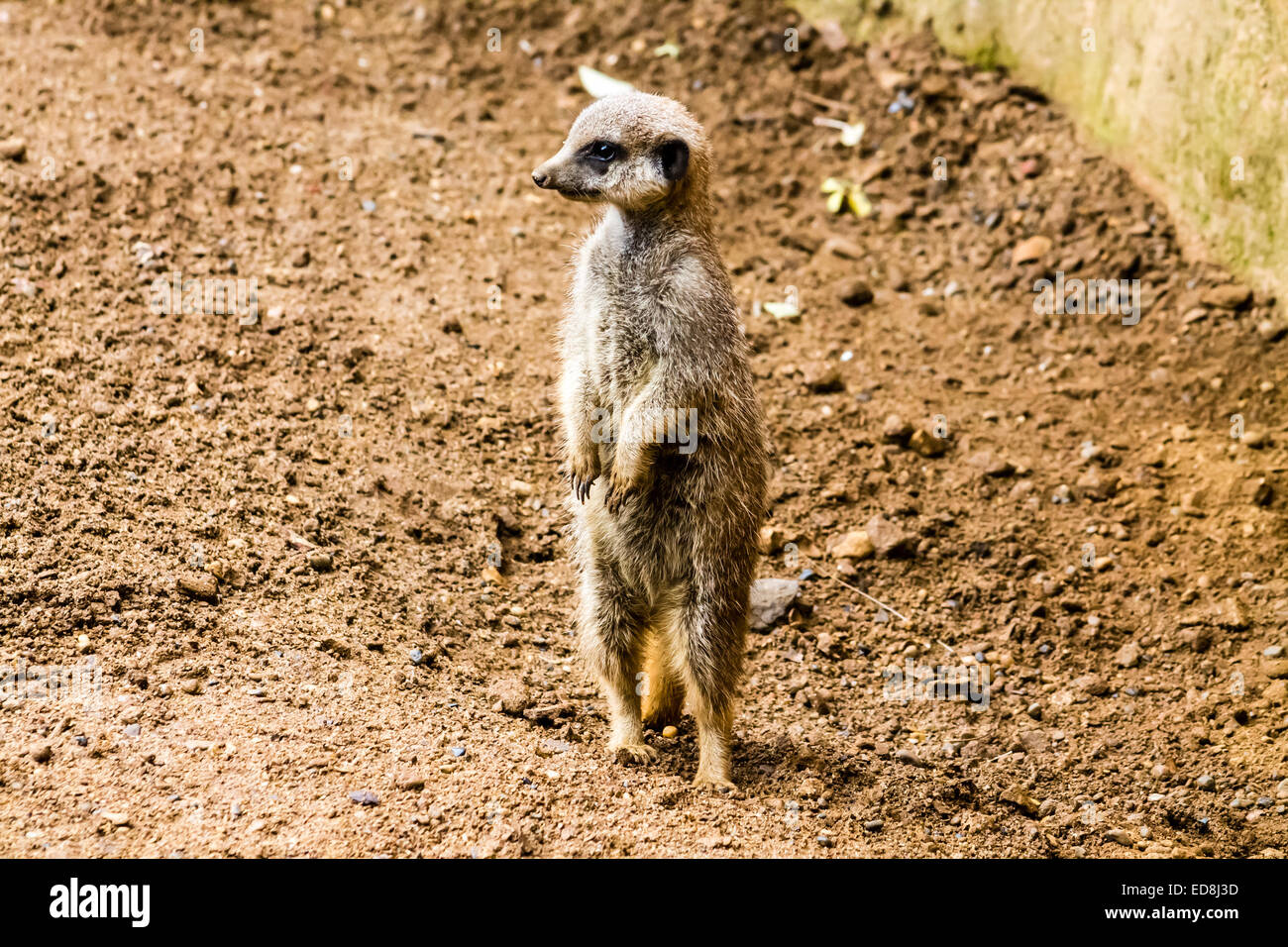 Meerkat in profile hi-res stock photography and images - Alamy