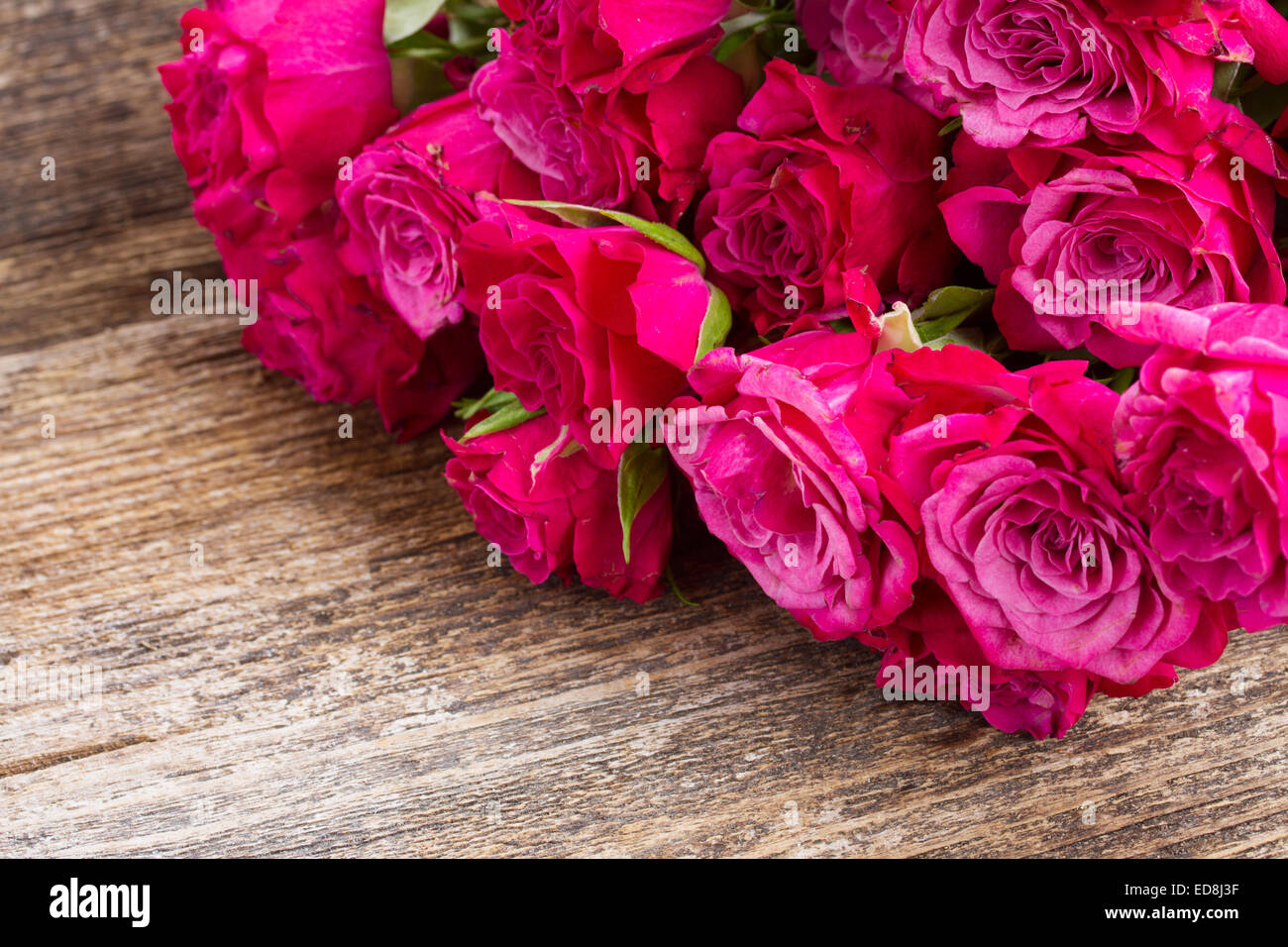 pile of mauve roses Stock Photo - Alamy