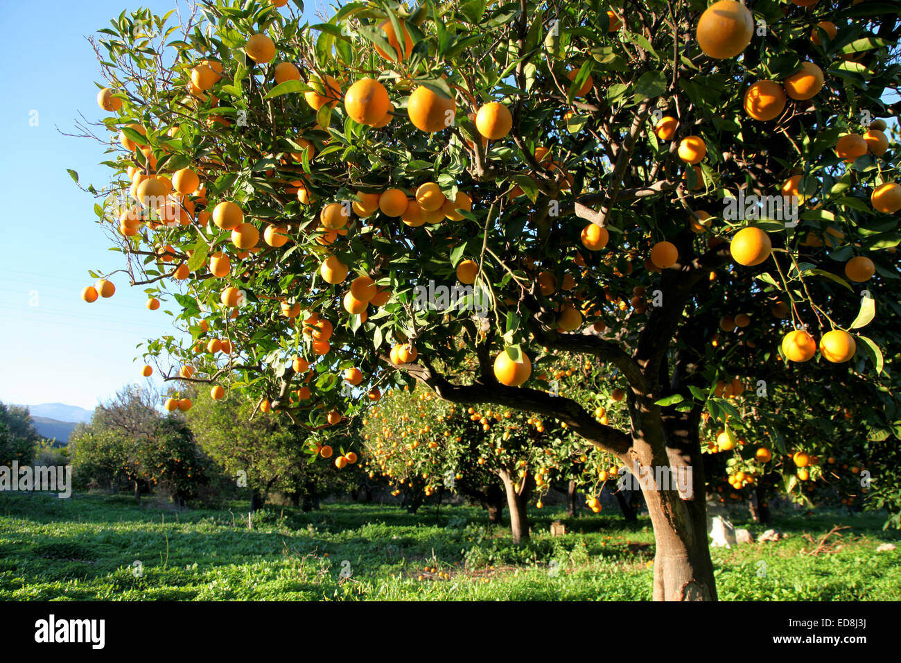 A Cretan Orange orchard ready for harvesting in late December Stock ...