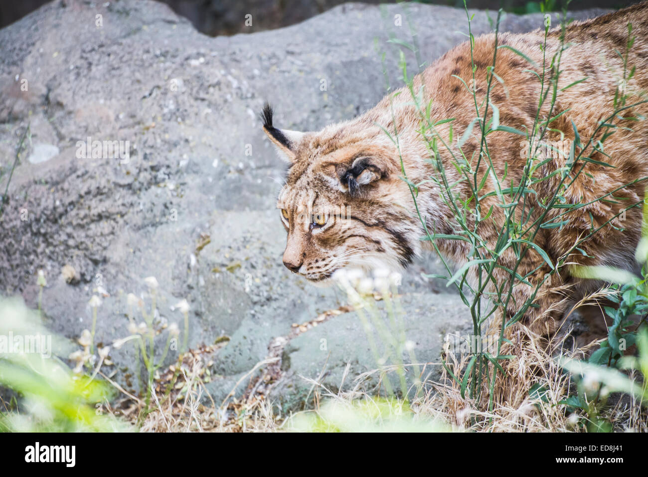Iberian lynx chasing a bird, hunter Stock Photo - Alamy
