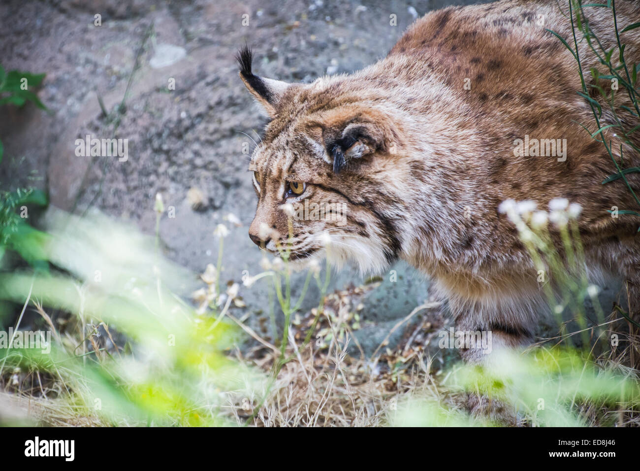 Iberian lynx chasing a bird, hunter Stock Photo - Alamy