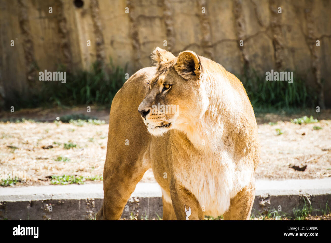 Big lioness resting, wildlife mammal withbrown fur Stock Photo - Alamy
