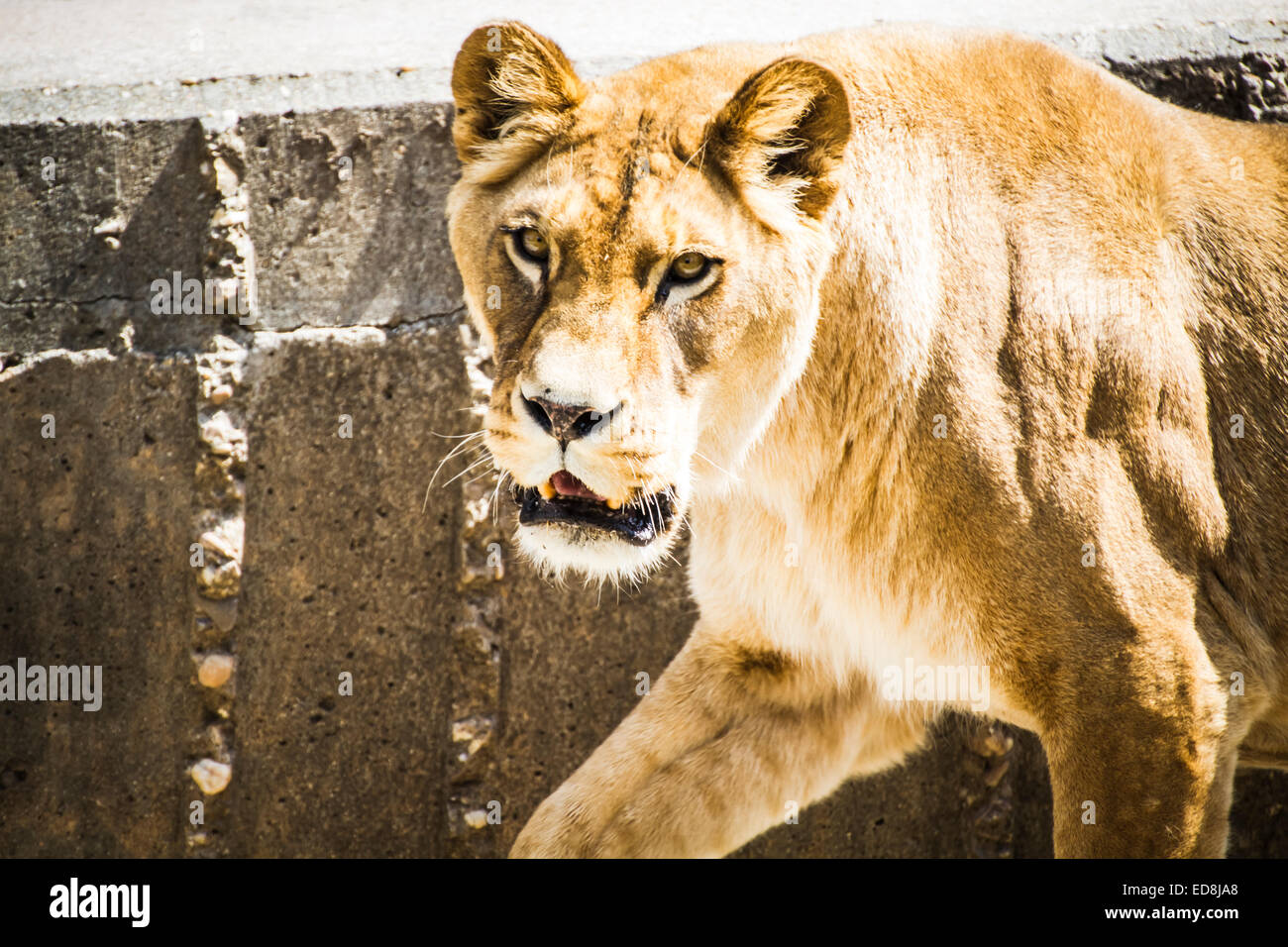 Fierce, Powerful lioness resting, wildlife mammal withbrown fur Stock ...