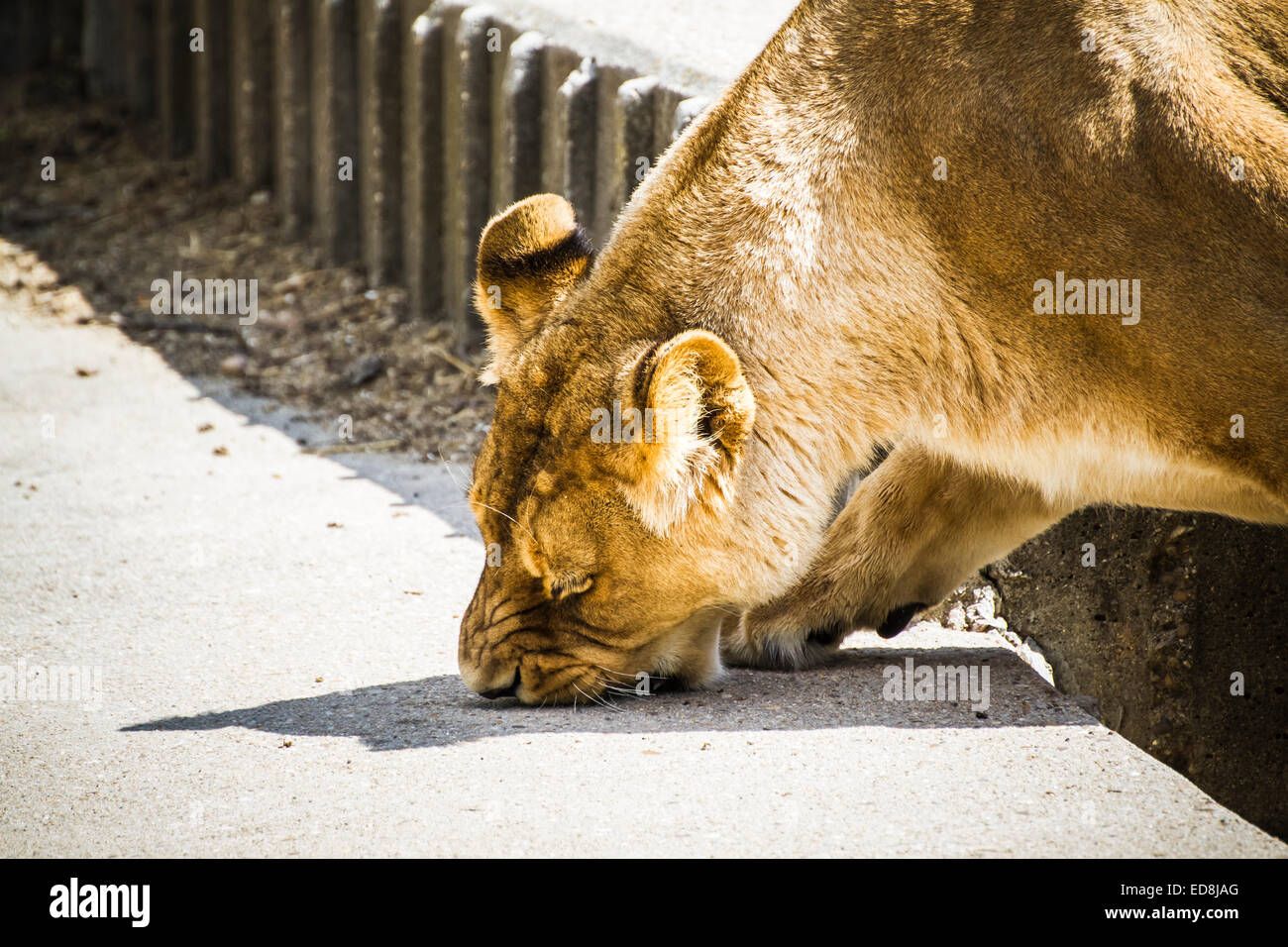 strength, lioness in a zoo park Stock Photo - Alamy