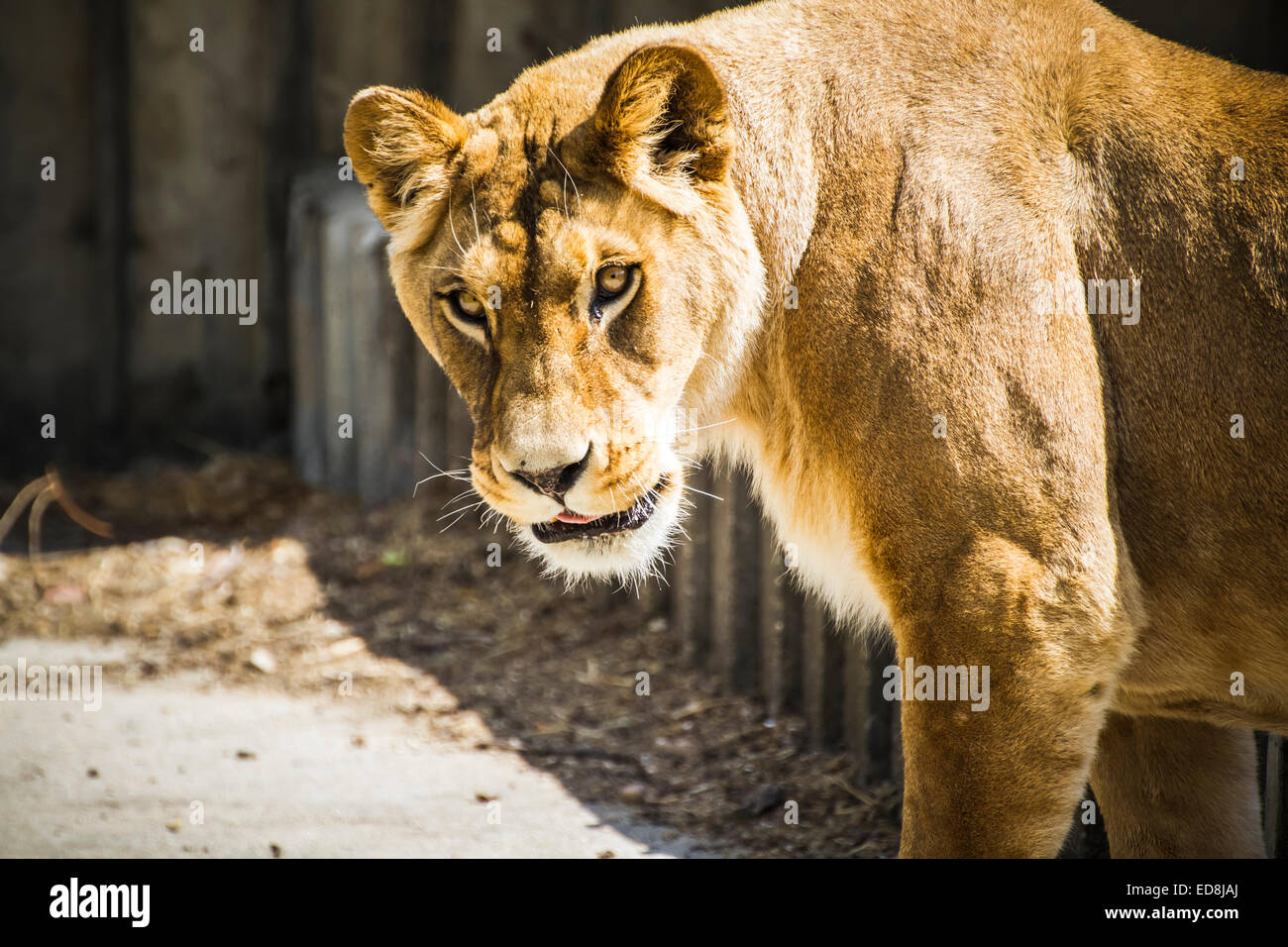 hunter, lioness in a zoo park Stock Photo - Alamy