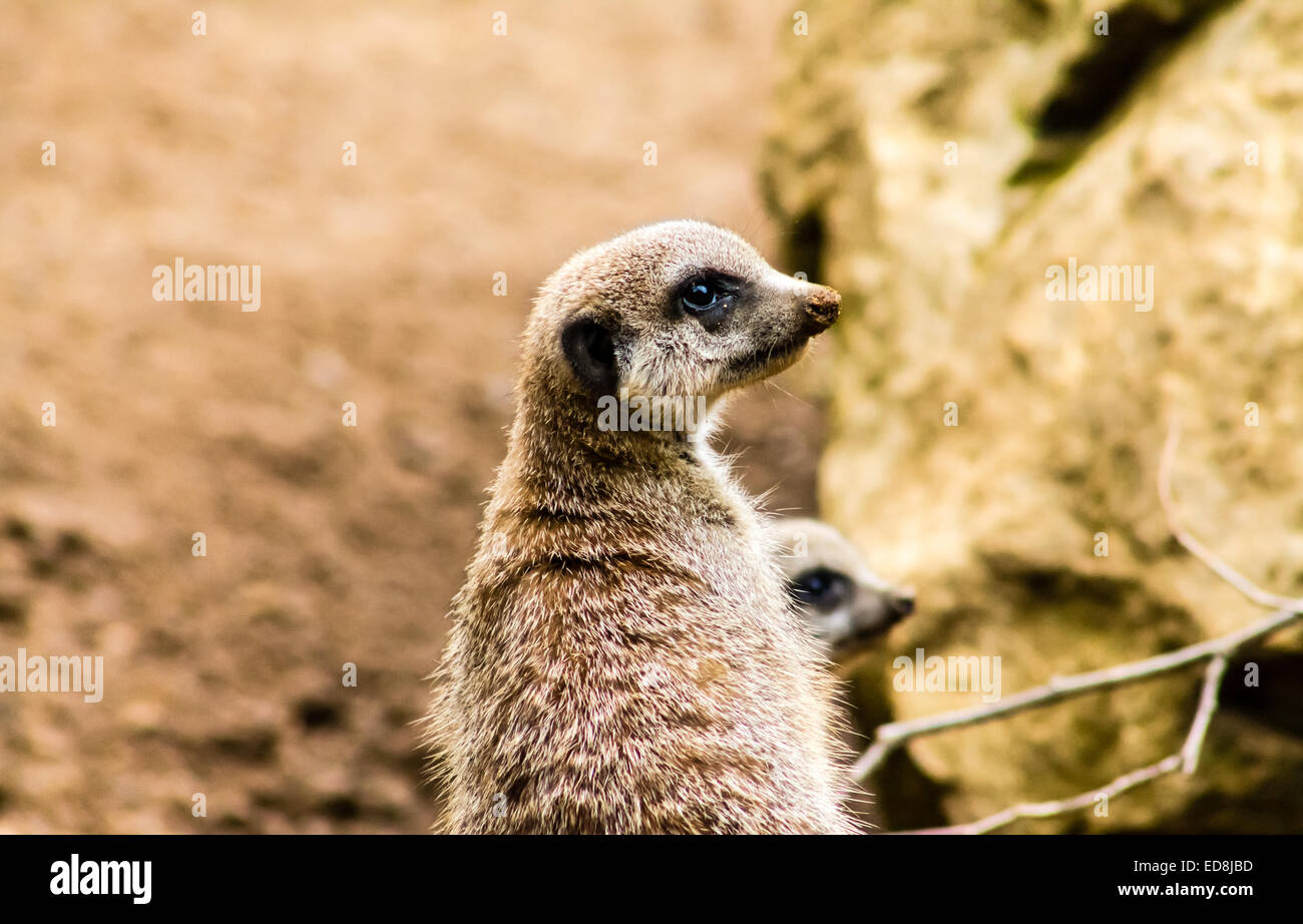 Meerkat (Suricata suricatta), standing on alert. Close up picture Stock ...
