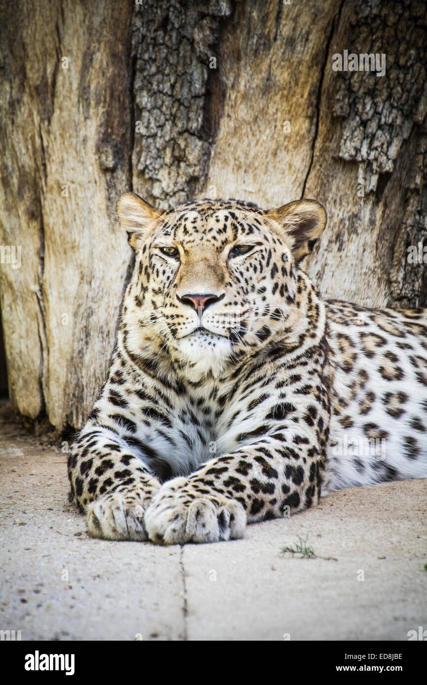 predator, beautiful and powerful leopard resting in the sun Stock Photo ...