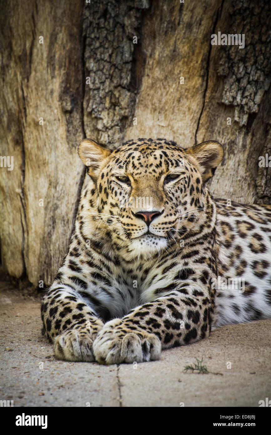 jungle, beautiful and powerful leopard resting in the sun Stock Photo ...