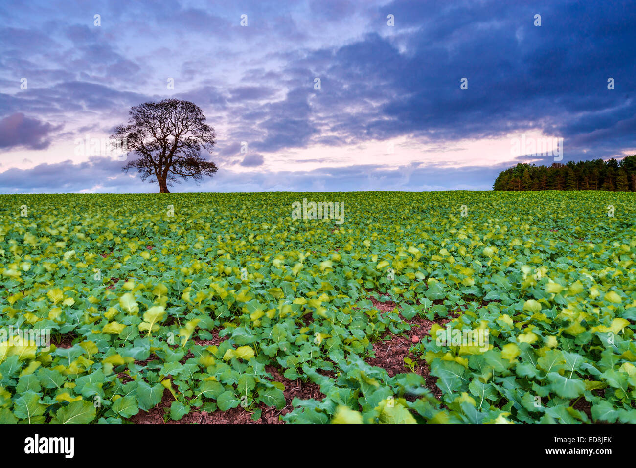 Stannington hi-res stock photography and images - Alamy