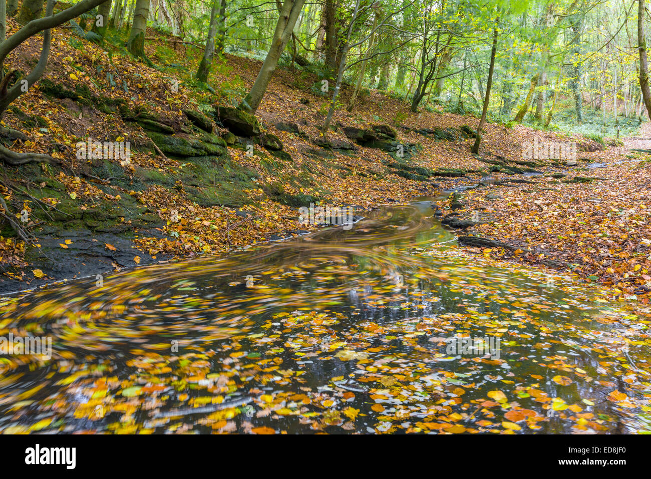 Spring wood autumn wood hi-res stock photography and images - Alamy