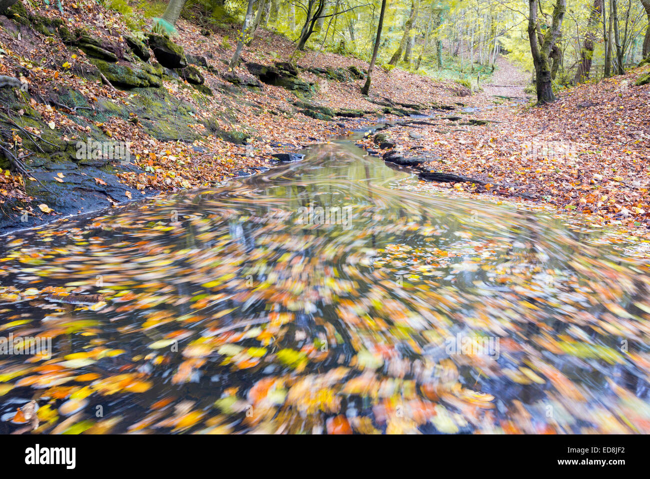 Spring wood autumn wood hi-res stock photography and images - Alamy