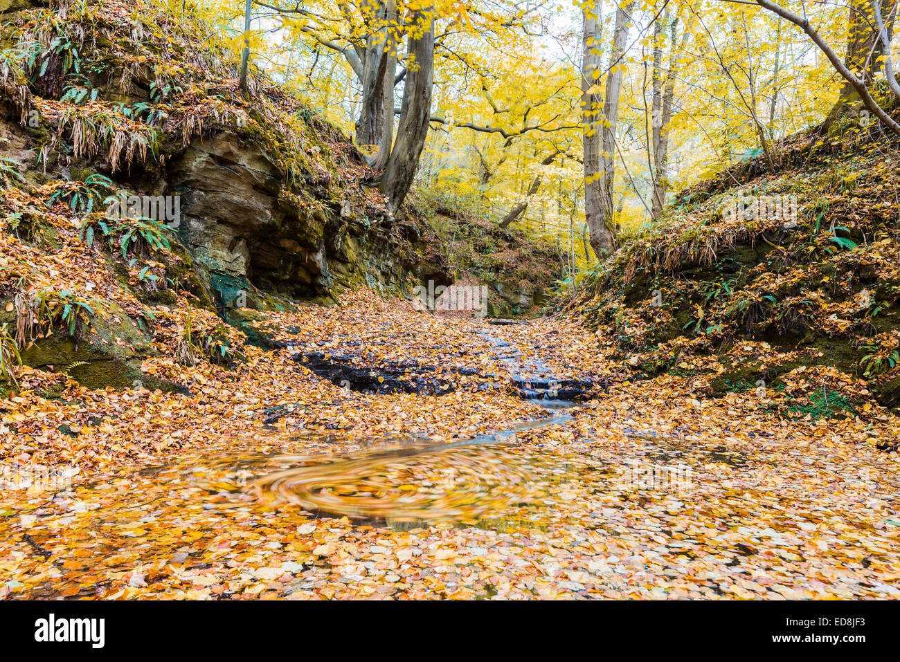 Spring wood autumn wood hi-res stock photography and images - Alamy